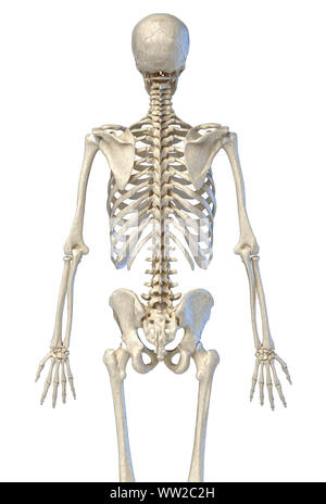 Human anatomy, 3/4 bone skeletal system. Front view. On white ...