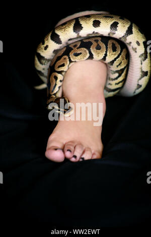 Leg with Royal Python snake. Ball Python slithering and crawling around ...