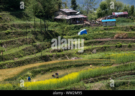 Valley of Ghar Khola river in vicinities of Ghara village, Annapurna ...