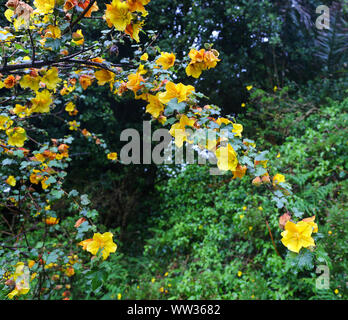 California flannelbush, California Flannel Bush, California Fremontia ...
