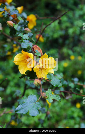 California flannelbush, California Flannel Bush, California Fremontia ...