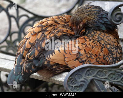 Sleeping free range hen chicken Stock Photo - Alamy