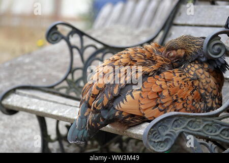 Sleeping free range hen chicken Stock Photo - Alamy