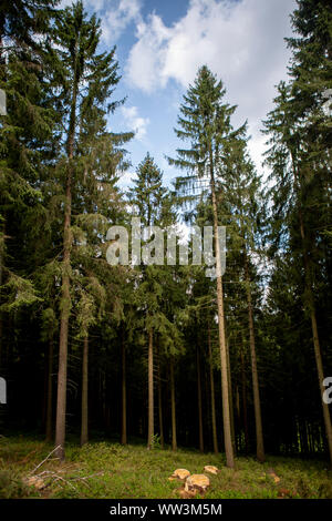 Summer forest in the Sauerland region in Germany on 25 August 2018 ...
