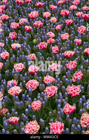 Patterns of floral, tulips making designs, bulbs planted Stock Photo ...