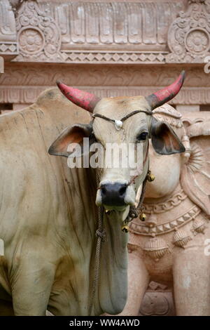 A cow is standing just in front of hindu temple Sri Shakti, Selangor ...