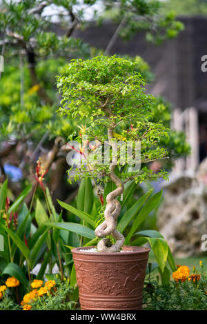 Bonzai Trees in Royal Floria, Putrajaya Stock Photo - Alamy