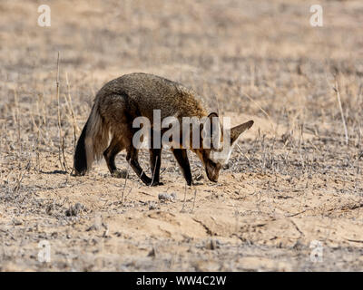 Africa Animals Bat Eared Fox Big Ears Ears Fox Stock Photo - Alamy