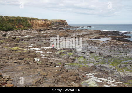 Coastal landscape, Curio Bay cliffs, ancient trees shaped in rocks from ...