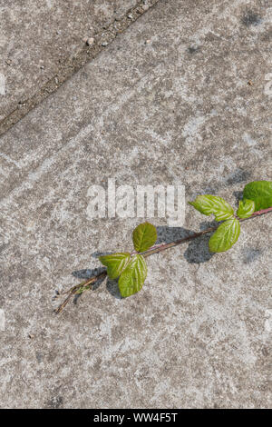 Rubus fruticosus / Bramble cane and leaves sprawling across rotting ...