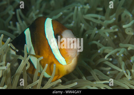 Threeband Anemonefish, Amphiprion tricinctus, with hairs from ...