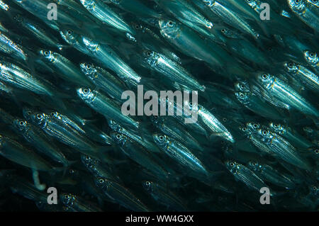 Penemu Reef dive site, Fam Island, Raja Ampat, Indonesia Stock Photo ...