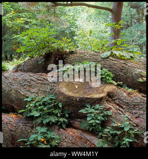 Beautiful view of tree trunks in the rainforest Stock Photo - Alamy
