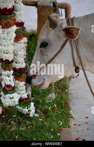 A cow sneaking away to the eat the flower offering at hindu temple Sri Shakti, Selangor ...