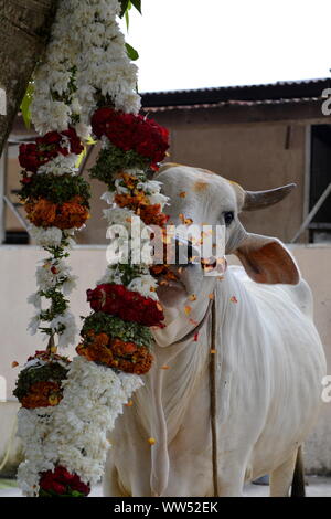 A cow sneaking away to the eat the flower offering at hindu temple Sri Shakti, Selangor ...