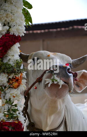 A cow sneakes away to the eat the flower offering at hindu temple Sri Shakti, Selangor, Malaysia ...