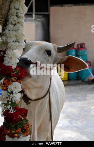 A cow sneakes away to the eat the flower offering at hindu temple Sri Shakti, Selangor, Malaysia ...