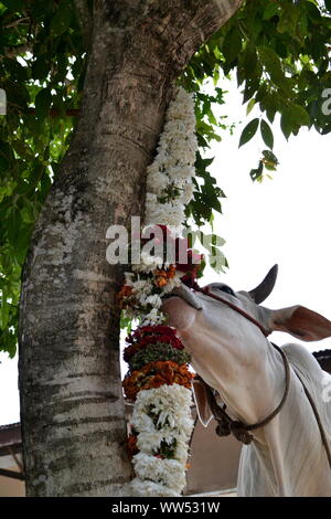 A cow sneakes away to the eat the flower offering at hindu temple Sri Shakti, Selangor, Malaysia ...
