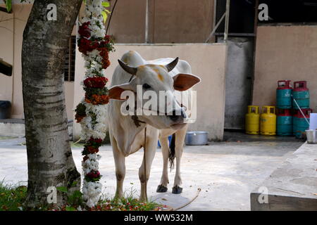 A cow sneakes away to the eat the flower offering at hindu temple Sri Shakti, Selangor, Malaysia ...