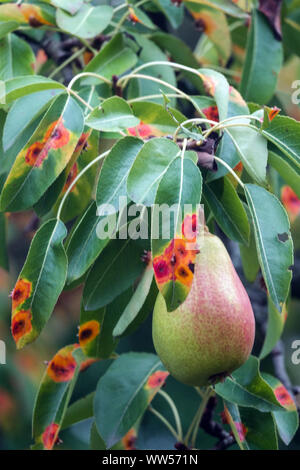 Ill pear leaves. Fungal disease. Orange spots on pear tree. Rust ...