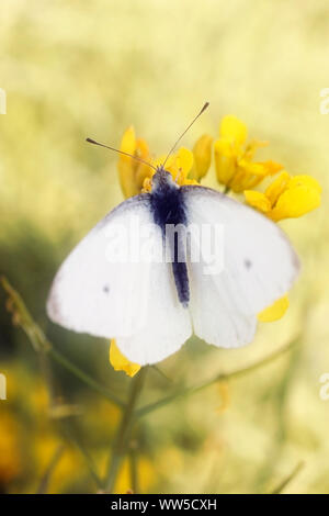 Closeup shot of a cabbage butterfly on a purple flower Stock Photo - Alamy