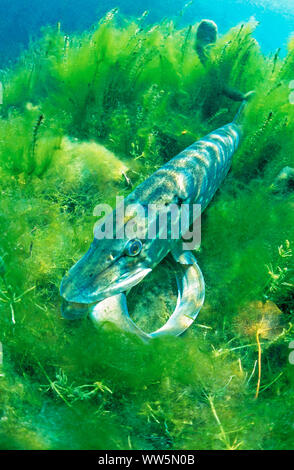 Pike (Esox lucius) Predatory fish in the lake lurking over aquatic ...
