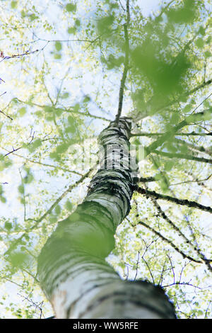Spring birch blossoms Stock Photo - Alamy