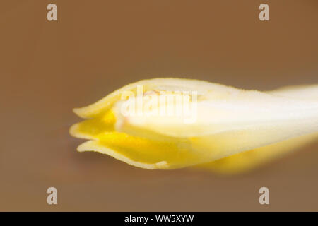 Enlarged flowers (even outwardly simple) look amazingly beautiful when ...