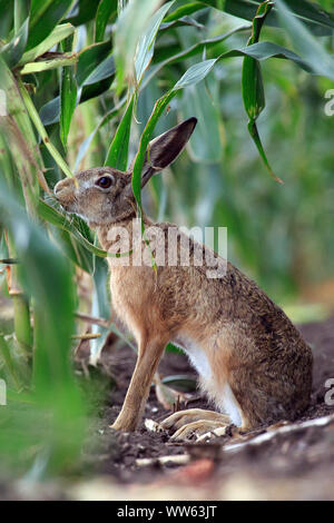 Brown Hare in spring corn field Stock Photo - Alamy