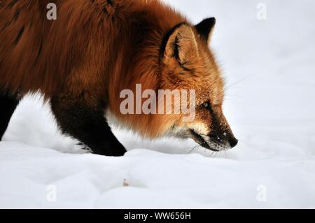 Red Fox (Vulpes vulpes) in deep forest snow in Norway taken under ...
