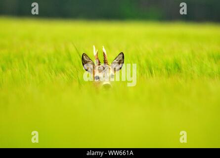 Roebuck on a field by the forest in the autumn Stock Photo - Alamy