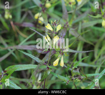 Close up of Melampyrum lineare, commonly called the narrowleaf cow ...
