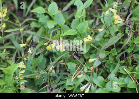 Close up of Melampyrum lineare, commonly called the narrowleaf cow ...