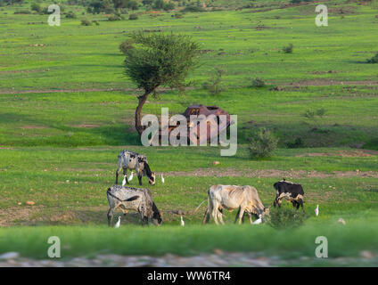 Cows in a field with a rusty tank, Gash-Barka, Barentu, Eritrea Stock ...