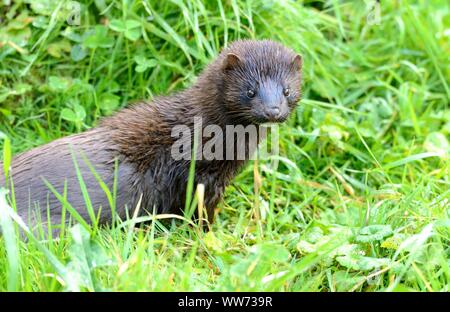 American mink (Neovison vison) on a tree stump Stock Photo - Alamy