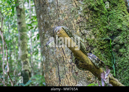 Snake on the Tree in Daintree Rainforest, Australia Stock Photo - Alamy