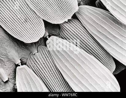 Scanning Electron Microscope image of a Butterfly Wing magnified ...