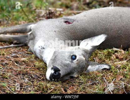 Drive hunt impressions, shot deer Stock Photo - Alamy
