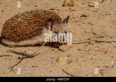 Long-eared Hedgehog (Hemiechinus auritus) rolled up in defensive ...