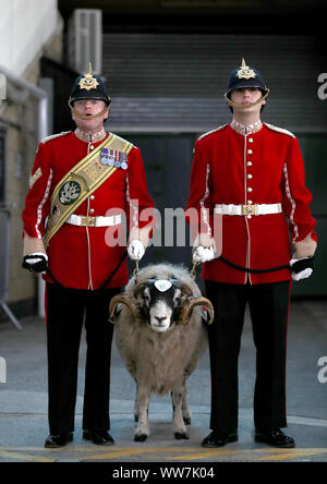 The Derby county ram Stock Photo - Alamy