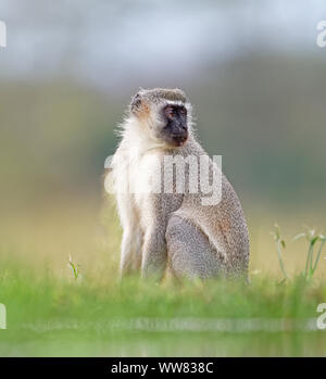 Vervet monkey at lakeside, KwaZulu-Natal, South Africa Stock Photo - Alamy