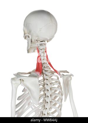 Levator scapularis muscle, illustration Stock Photo - Alamy