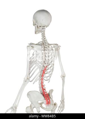 Multifidus muscle, illustration Stock Photo - Alamy