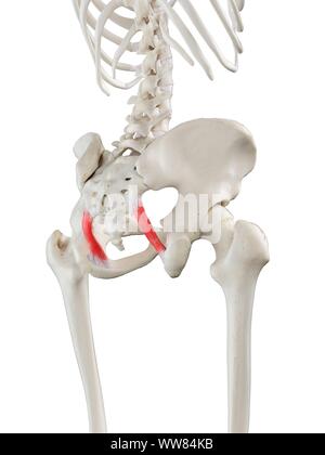 Sacrotuberous ligament, illustration Stock Photo - Alamy