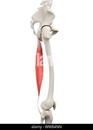 Semitendinosus muscle, illustration Stock Photo: 273701268 - Alamy