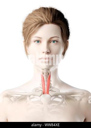 Sternothyroid muscle, illustration Stock Photo - Alamy