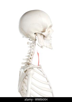 Sternothyroid muscle, illustration Stock Photo - Alamy