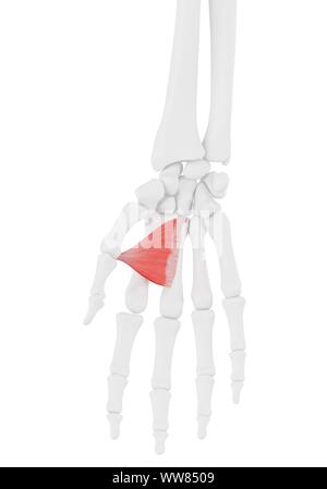 Illustration of the adductor pollicis muscle Stock Photo - Alamy