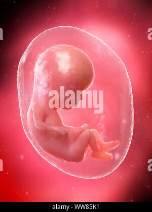 Illustration of a human foetus, week 13 Stock Photo - Alamy