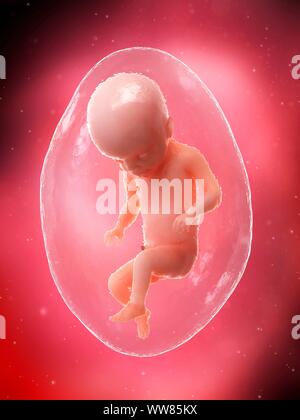 Human fetal development (week 22) computer artwork Stock Photo - Alamy